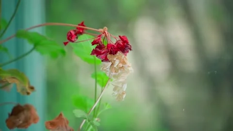 Withered geranium inflorescences on the ... | Stock Video | Pond5
