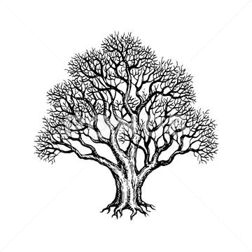 Withered old yew tree.: Graphic #211141309