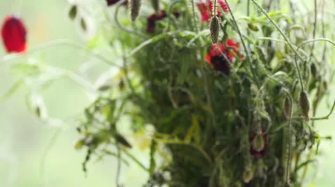 Withered poppy flower with camera moveme... | Stock Video | Pond5