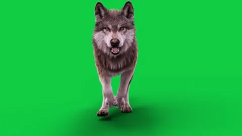 Wolf 01 Run Front (loop) HD green scree... | Stock Video | Pond5