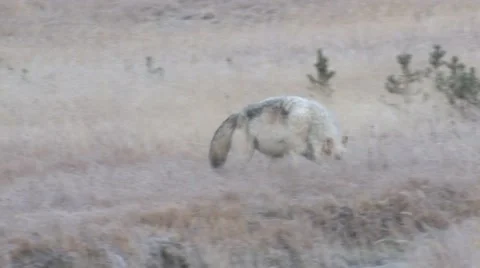 Wolf Adult Immature Defecating Pooping P... | Stock Video | Pond5