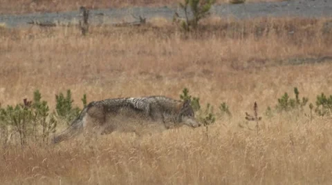 Wolf Adult Predation Capture Bison Yello... | Stock Video | Pond5