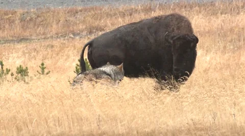 Wolf Attacking Biting Bison aka Buffalo ... | Stock Video | Pond5