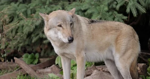 Wolf (Canis lupus), also known as the gr... | Stock Video | Pond5