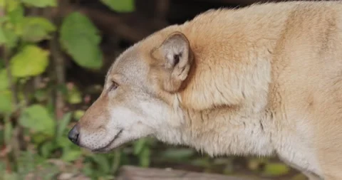 Wolf (Canis lupus), also known as the gr... | Stock Video | Pond5