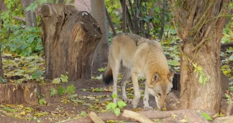 Wolf (Canis lupus), also known as the gr... | Stock Video | Pond5