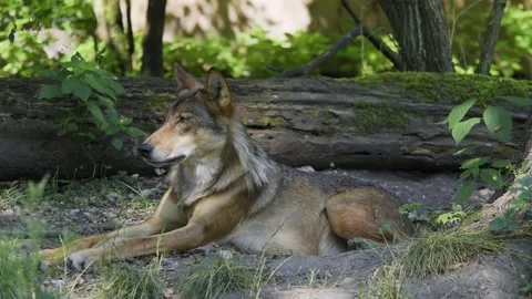The wolf, Canis lupus, also known as the... | Stock Video | Pond5