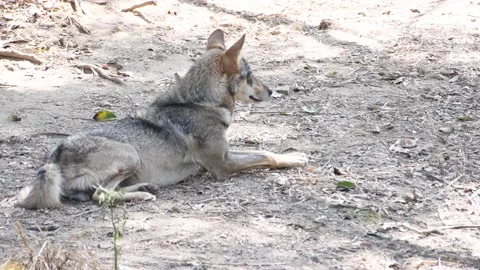 Wolf, Canis Lupus, Gray Wolf, Grey Wolf ... | Stock Video | Pond5