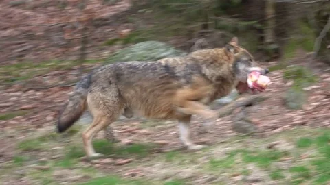 Wolfs Pooping Stock Footage ~ Royalty Free Stock Videos | Pond5