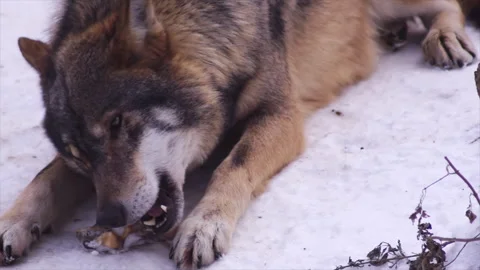 The wolf is a carnivore with a strict hi... | Stock Video | Pond5
