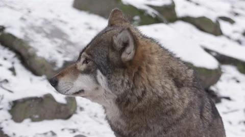wolf walking towards camera