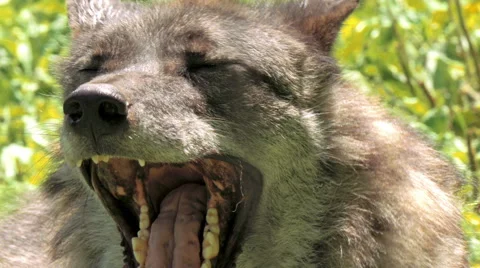 Wolf Stock Videos – Royalty-Free HD & 4K Videos