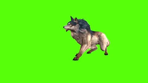 Wolf Running Green Screen Stock Footage ~ Royalty Free Stock Videos | Pond5