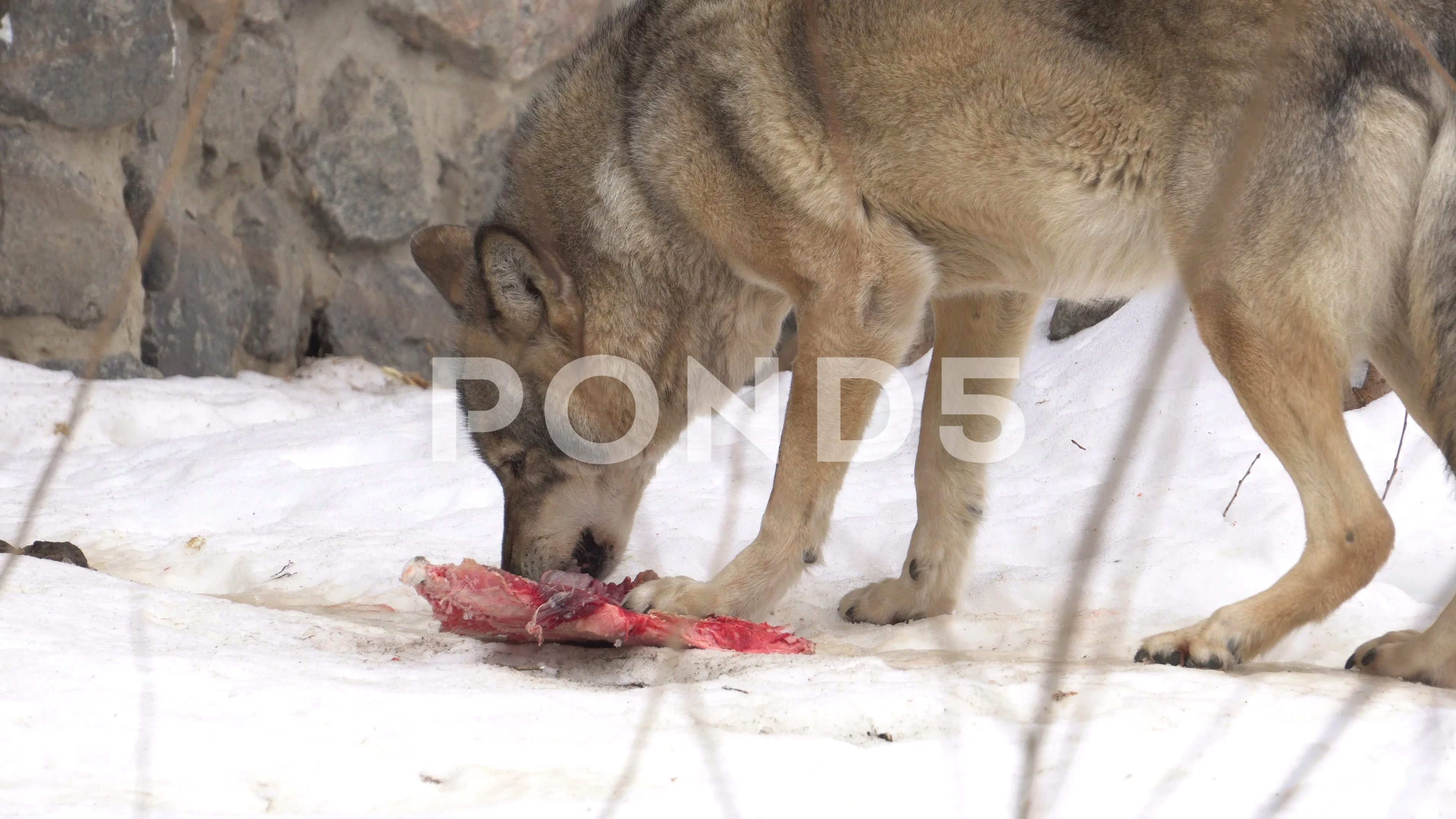 Wolves Eating Meat