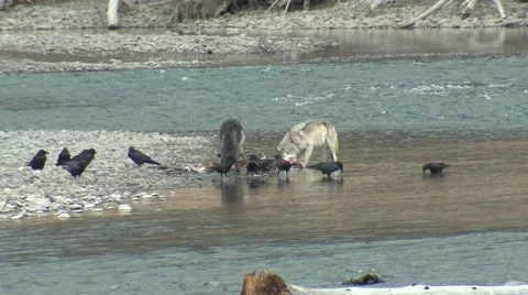 Wolf Eating Scavenging Pair Raven Carcas... | Stock Video | Pond5