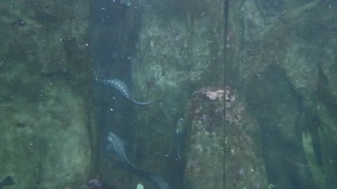 Wolf Eel Eels Swimming Moving Away Leavi... | Stock Video | Pond5