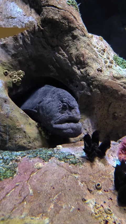 Wolr Eel Stock Videos – Royalty-Free HD & 4K Videos