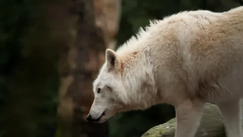 Wolf, Grey Wolf, Gray Wolf | Stock Video | Pond5