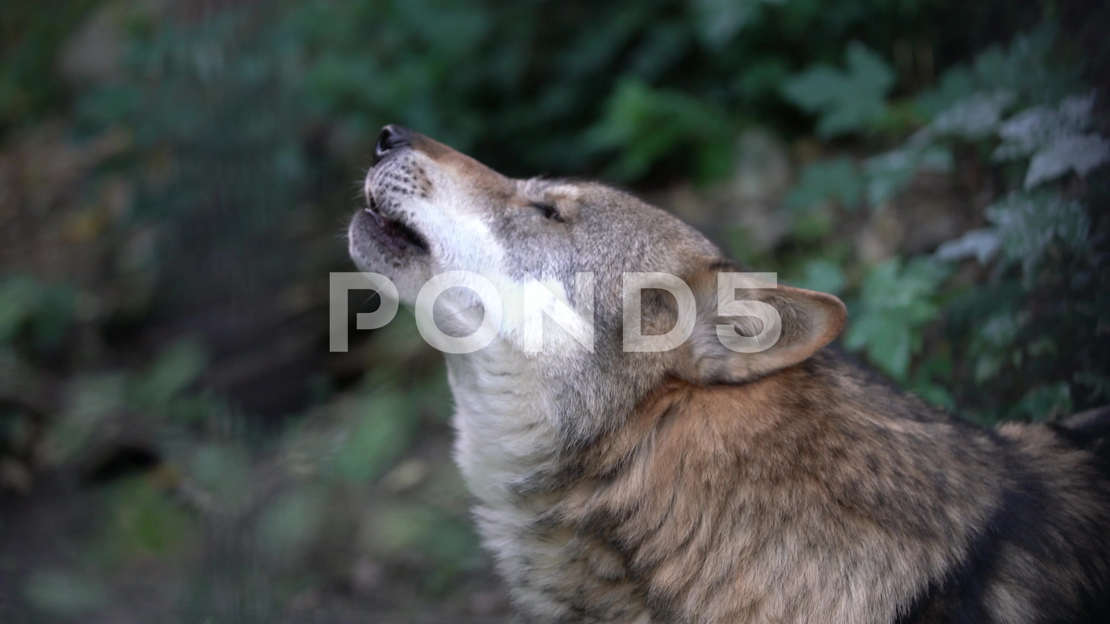 Beautiful Wolves Howling