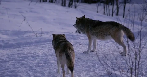 Wolf howling a cold winter night in the ... | Stock Video | Pond5
