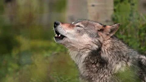 Wolf Howling in Forest, Alberta | Stock Video | Pond5