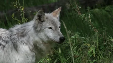 Wolf Howling Stock Footage ~ Royalty Free Stock Videos | Pond5