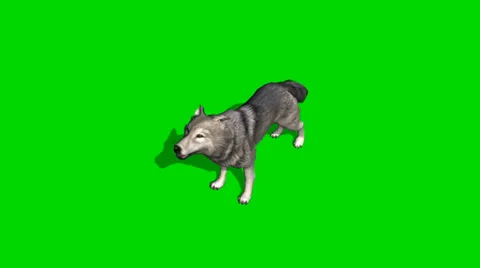 wolf howls - seperated on green screen | Stock Video | Pond5
