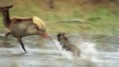 Wolf Hunting Stock Video Footage | Royalty Free Wolf Hunting Videos | Pond5