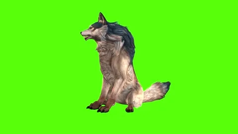 Wolf Idle Green Screen Animation and 3D ... | Stock Video | Pond5
