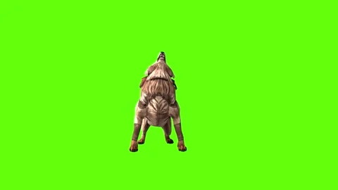 Wolf KT 2 howl green screen animation ... | Stock Video | Pond5