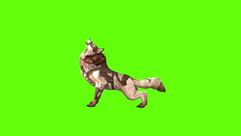 Wolf KT 2 howl green screen animation 3... | Stock Video | Pond5