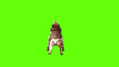 Wolf KT 2 howl green screen animation ... | Stock Video | Pond5