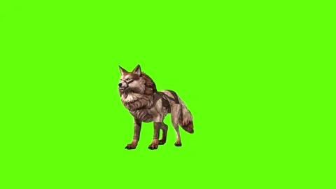 Wolf KT 2 lick leg green screen animati... | Stock Video | Pond5