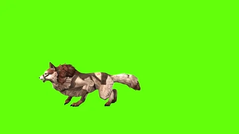Wolf KT 2 roar green screen animation 3... | Stock Video | Pond5