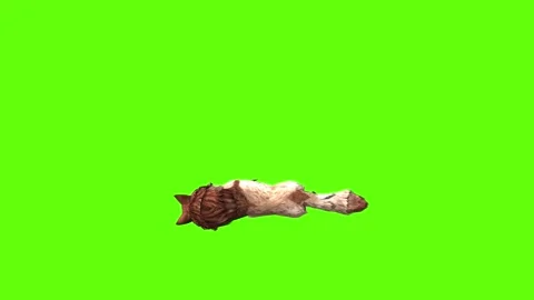 Wolf KT 4 down loop green screen animat... | Stock Video | Pond5
