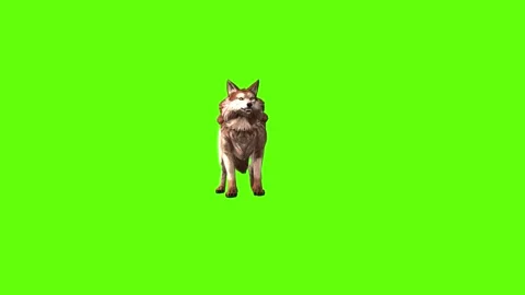 Wolf KT 4 down out green screen animatio... | Stock Video | Pond5