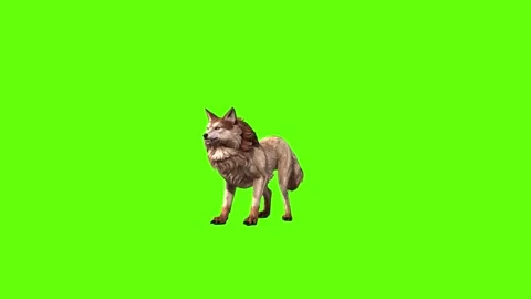 Wolf KT 4 idle breath green screen anim... | Stock Video | Pond5