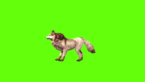 Wolf KT 4 idle stand green screen animat... | Stock Video | Pond5