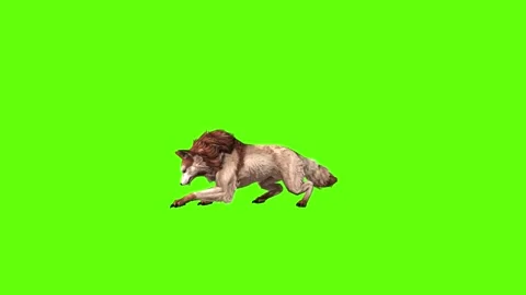 Wolf KT 4 jump attack green screen anim... | Stock Video | Pond5