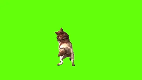 Wolf KT attack green screen animation 3D... | Stock Video | Pond5