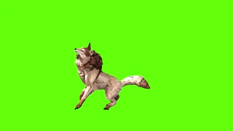 Wolf KT attack green screen animation 3... | Stock Video | Pond5