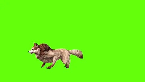 Wolf KT bark green screen animation 3D ... | Stock Video | Pond5