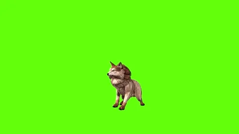 Wolf KT death green screen animation 3D ... | Stock Video | Pond5