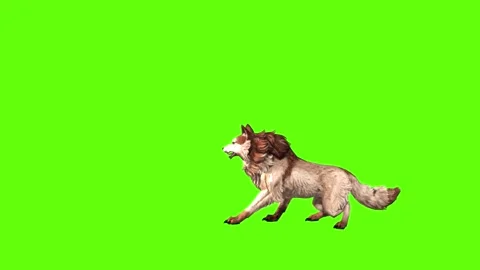 Wolf KT death green screen animation 3D ... | Stock Video | Pond5