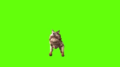 Wolf KT howl green screen animation 3D r... | Stock Video | Pond5
