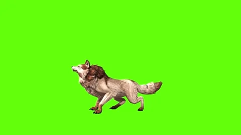 Wolf Green Screen Stock Footage ~ Royalty Free Stock Videos | Pond5