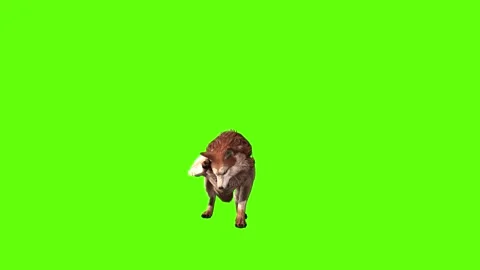 Wolf Green Screen Green Stock Video Footage | Royalty Free Wolf Green ...