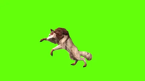 Wolf KT jump attack green screen animati... | Stock Video | Pond5