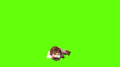 Wolf KT lay down green screen animation ... | Stock Video | Pond5