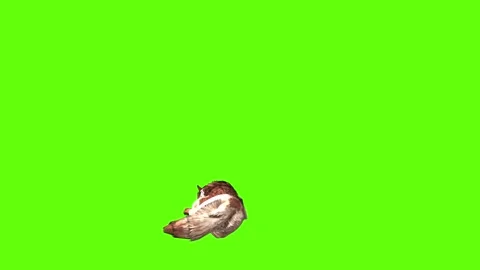 Wolf KT lay down green screen animation... | Stock Video | Pond5